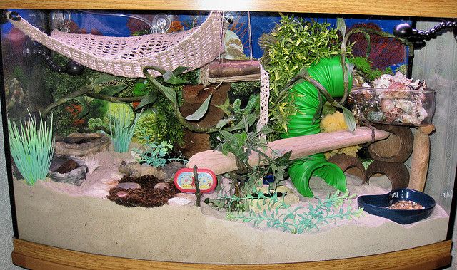 What kind of cage is best for hermit crabs?
