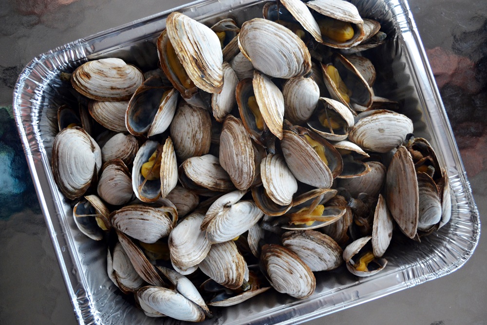 What kind of clams are New England steamers?