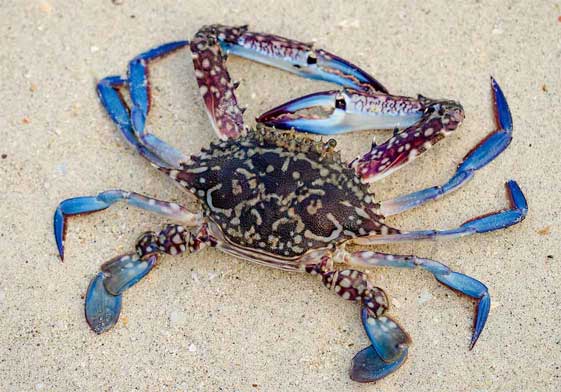 What kind of crab comes from Indonesia?