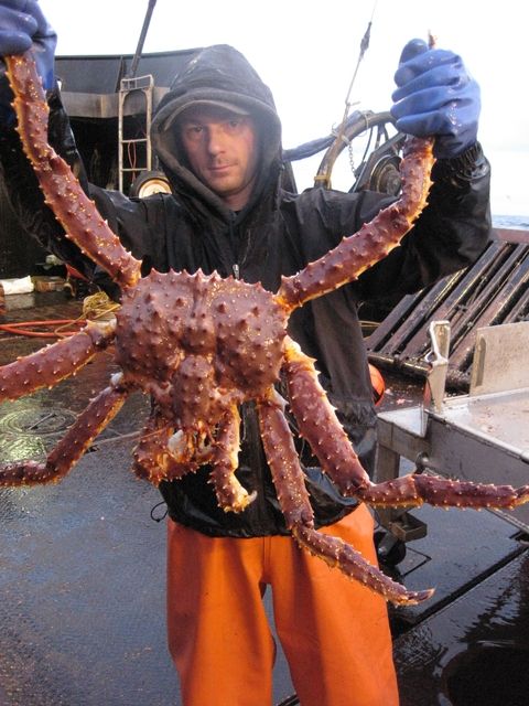 What kind of crab does deadliest catch catch?