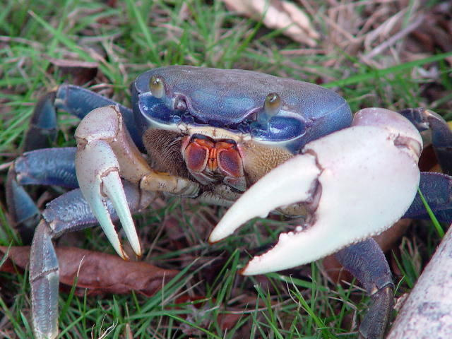 What kind of crab does Florida have?