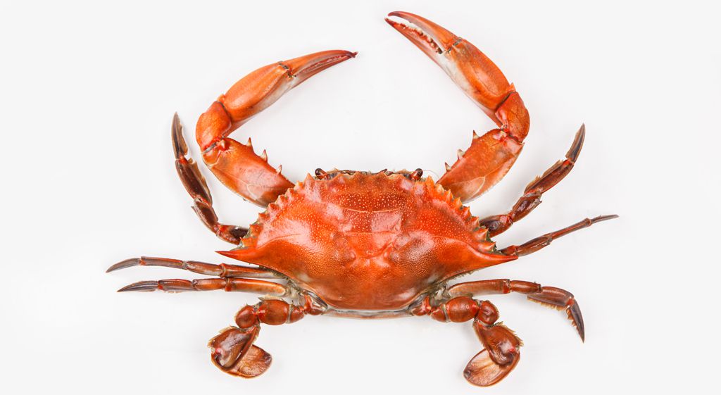 What kind of crab is Maryland known for?