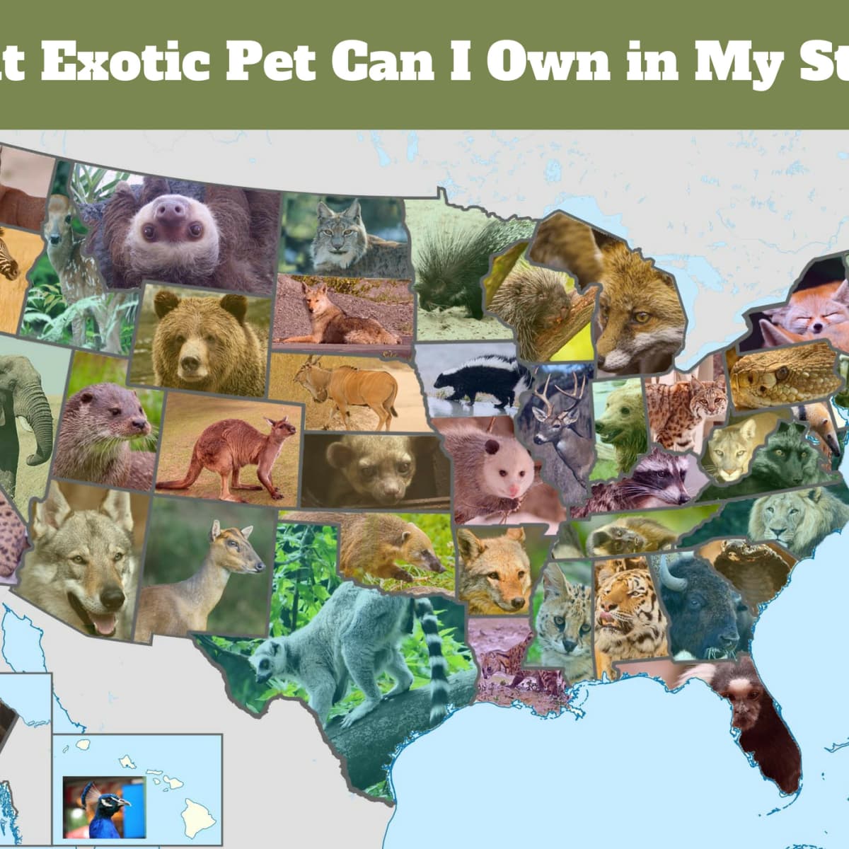 What kind of exotic pets are legal in Washington state?