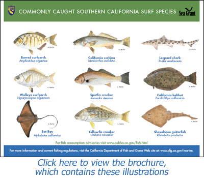 What kind of fish are in Southern California?