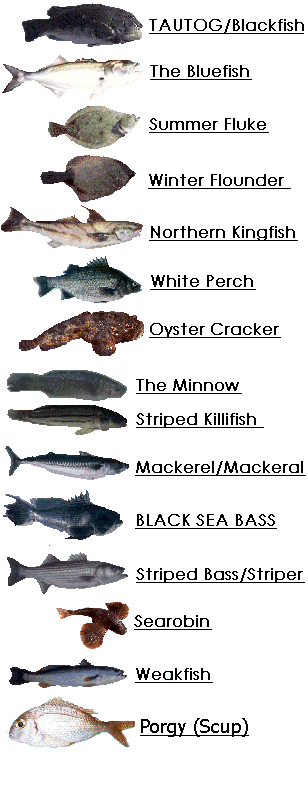 What kind of fish can you catch on the east coast?