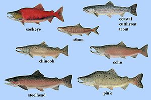 What kind of fish do Alaskans eat?