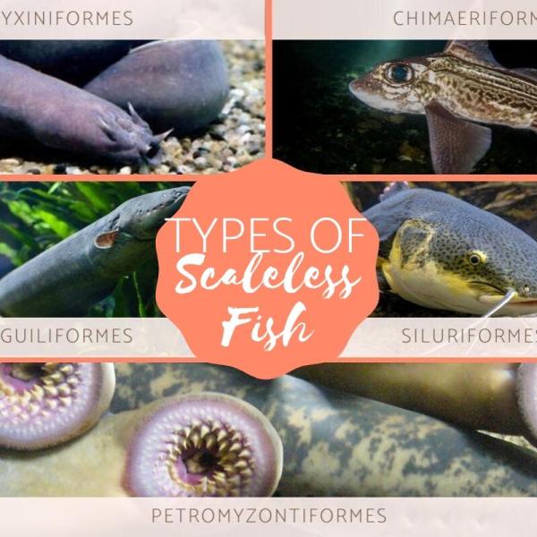 What kind of fish do not have scales?