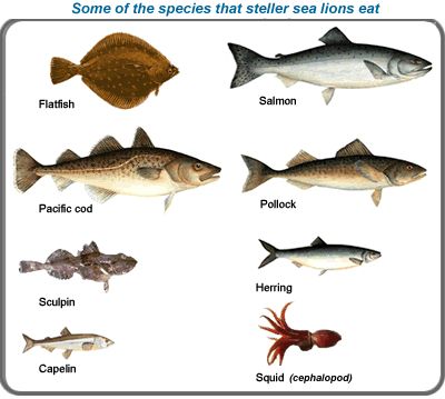 What kind of fish do sea lions eat?