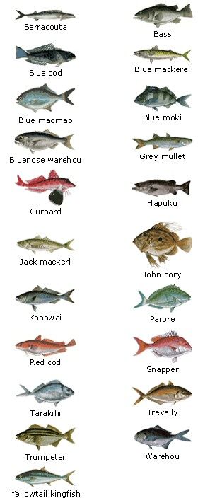 What kind of fish do you catch in the ocean?