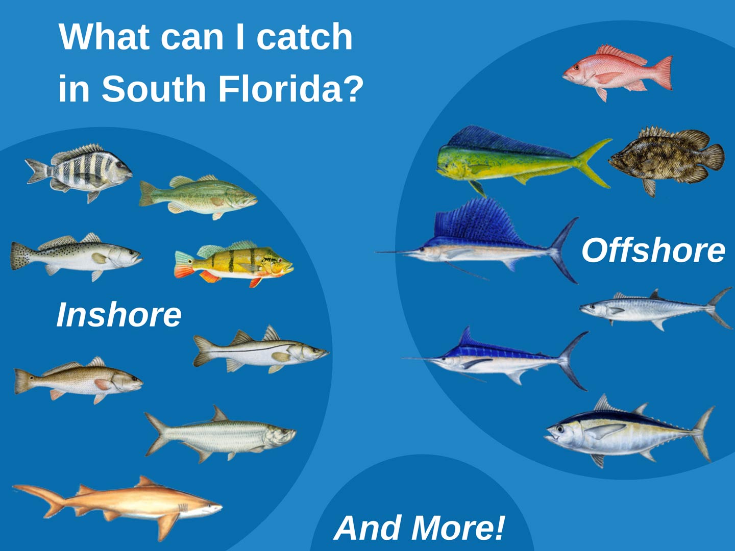 What kind of fish do you catch off the coast of Florida?