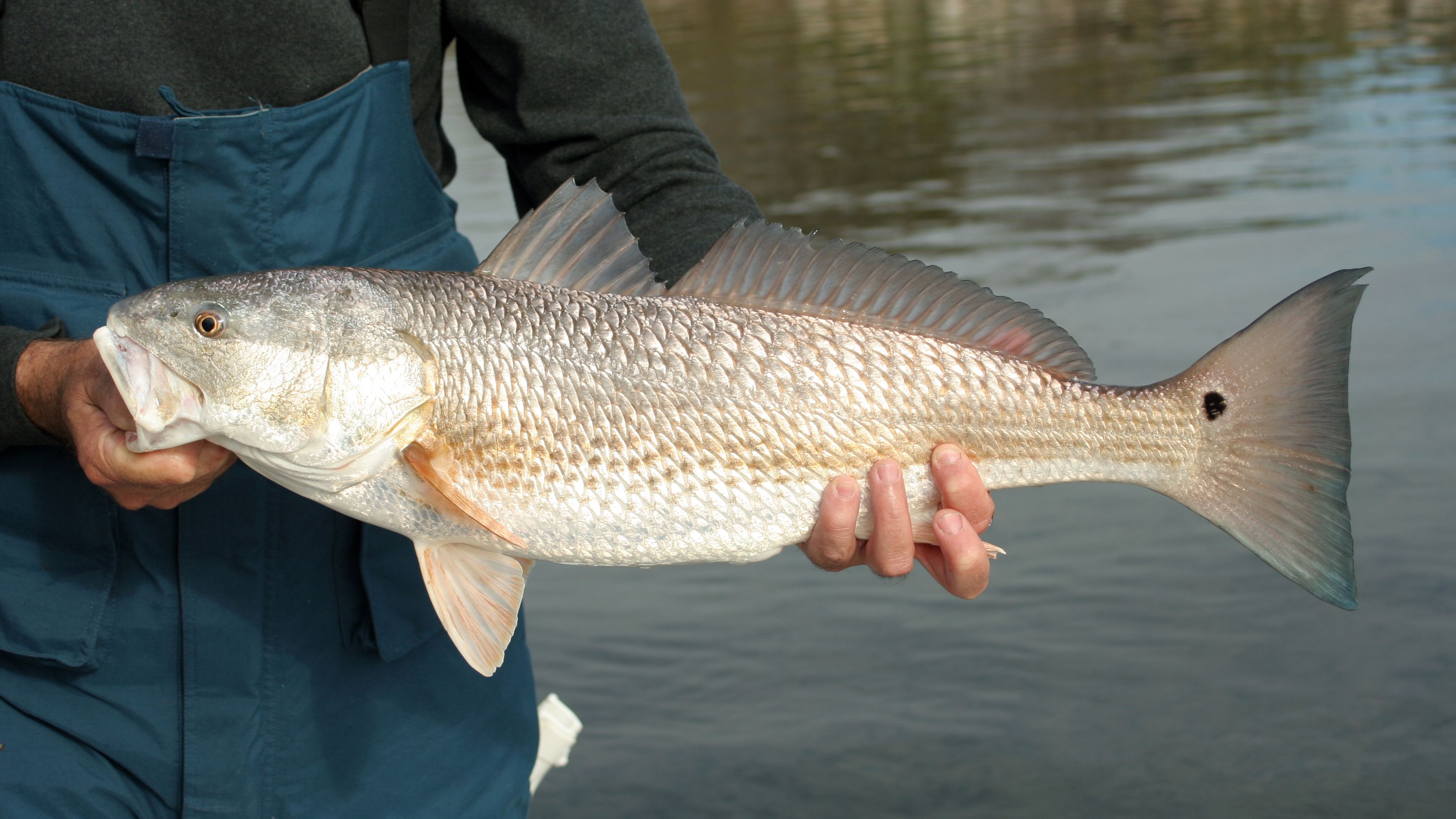 What kind of fish goes well with Redfish?