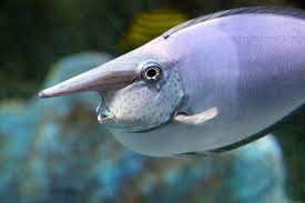 What kind of fish have noses?