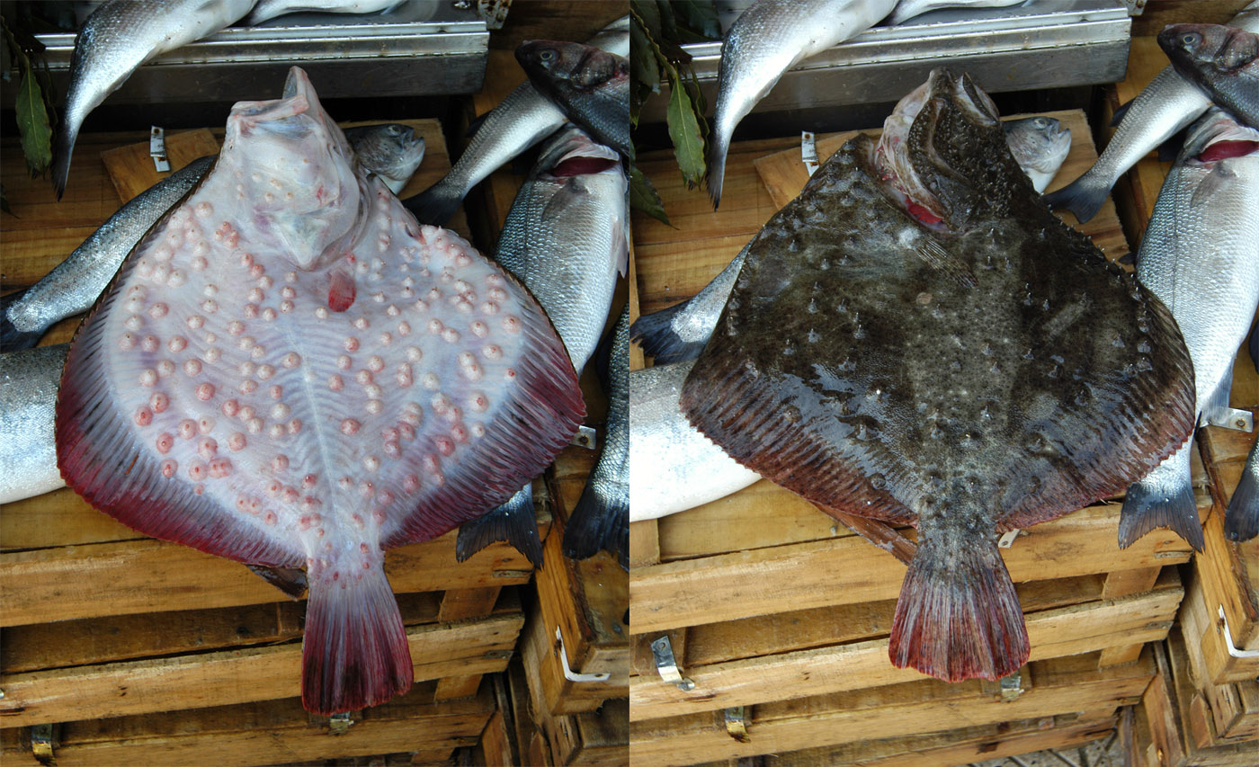 What kind of fish is a Black Sea Turbot?