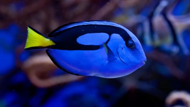 What kind of fish is Dory?
