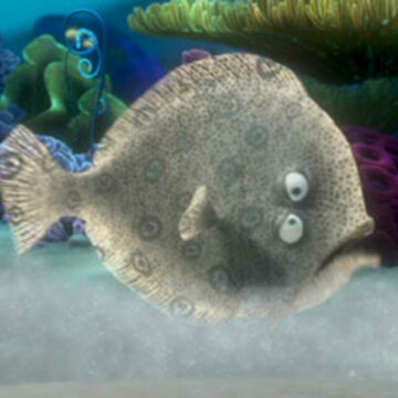 What kind of fish is flounder from Finding Nemo?