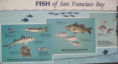 What kind of fish is in the San Francisco Bay?