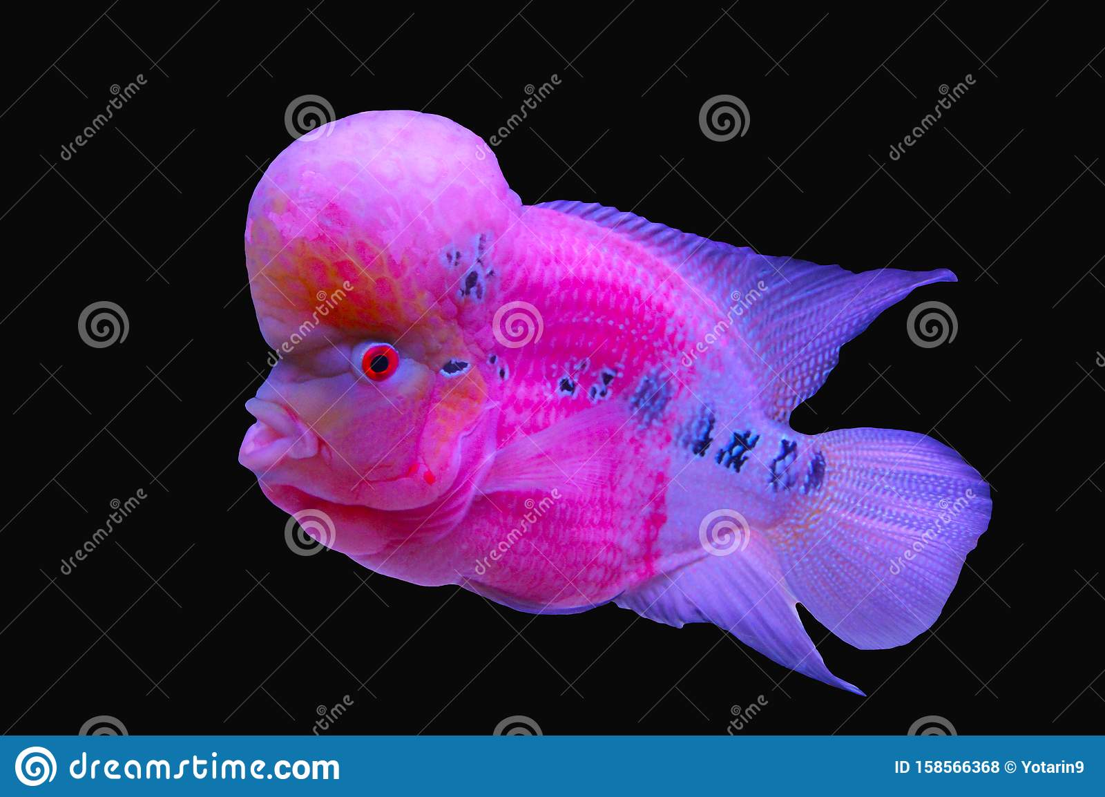 What kind of fish is pink in color?