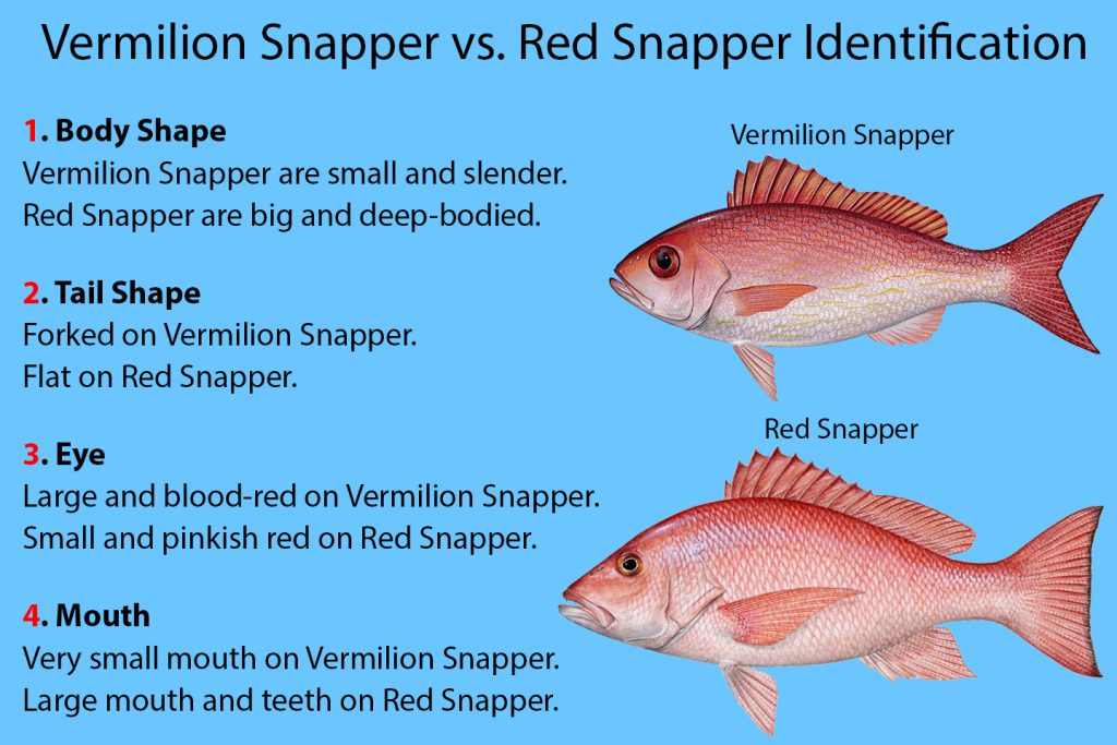 What kind of fish is similar to red snapper?