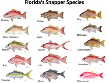 What kind of fish is snapper?