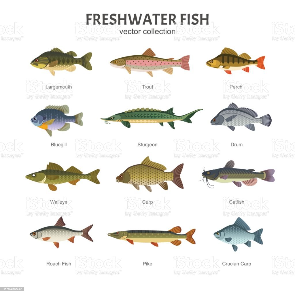What kind of fish live in freshwater?