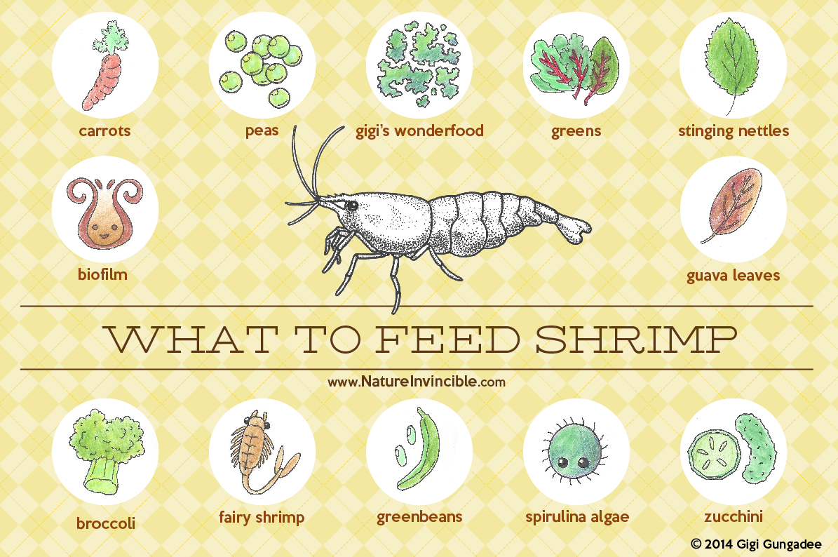 What kind of food do shrimp eat?