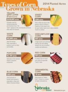 What kind of food is corn?