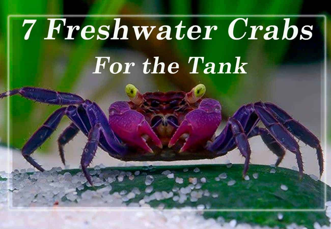 What kind of freshwater crabs can live with fish?
