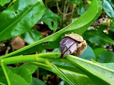 What kind of leaves can hermit crabs eat?
