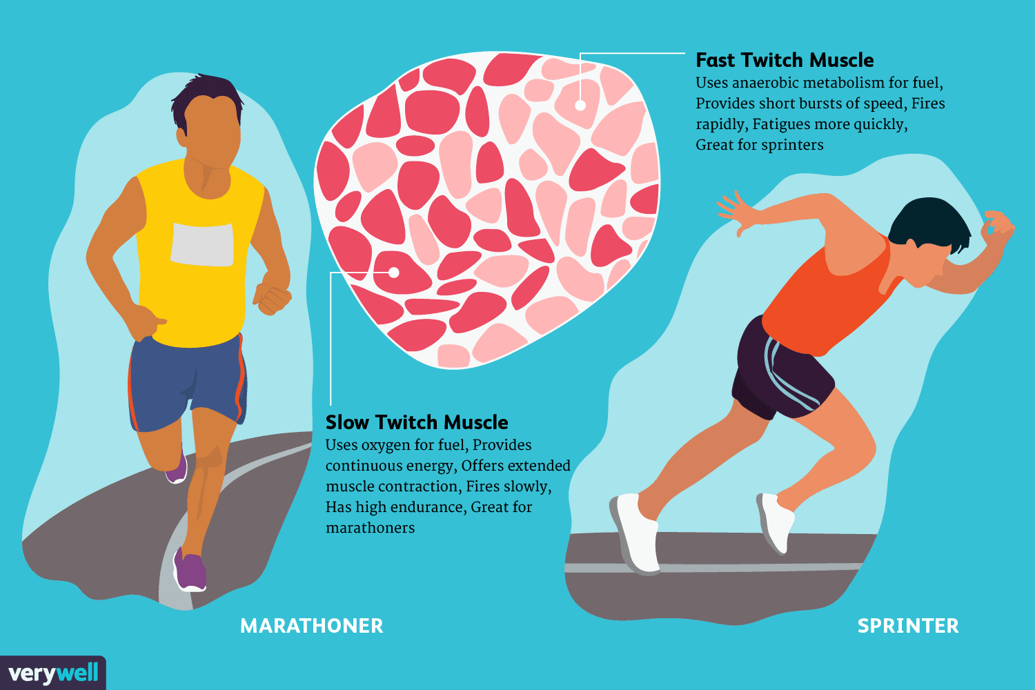 What kind of muscle fibers would a long distance runner want to have?