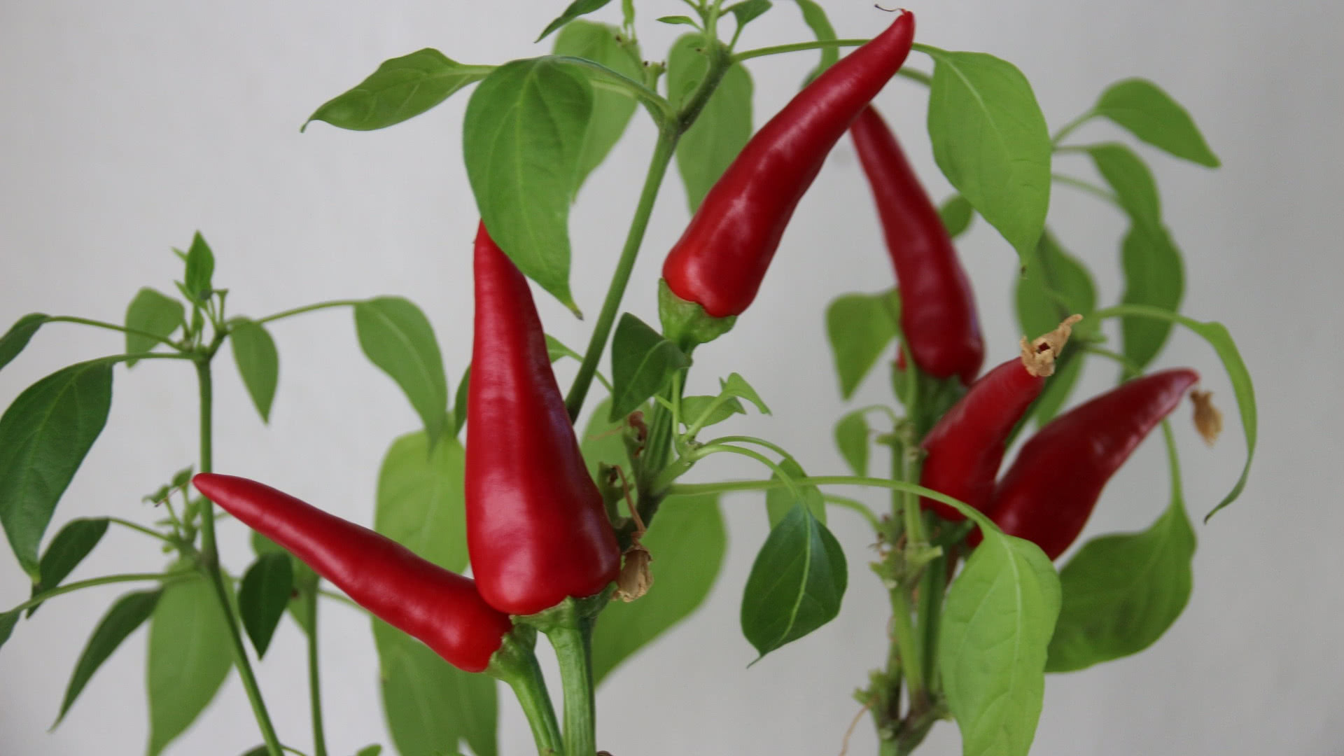 What kind of plant is a chili plant?