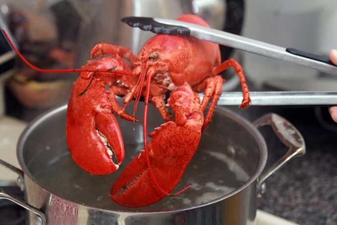 What kind of pot do you cook lobster in?