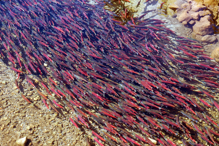 What kind of salmon are running in the Columbia River right now?