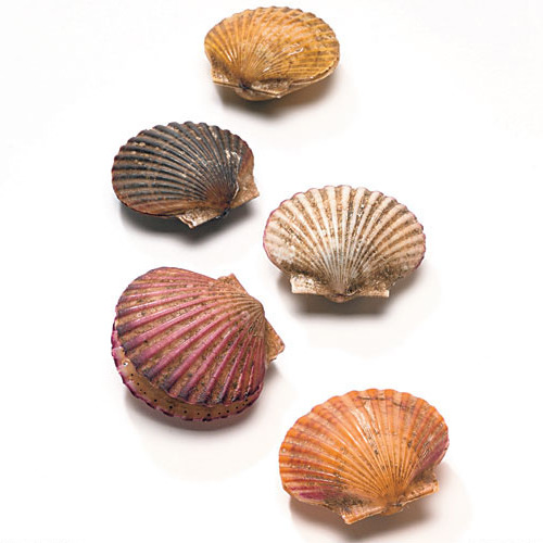 What kind of scallops should I buy?