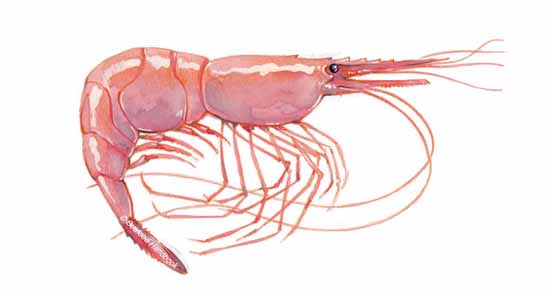 What kind of shrimp is pink in color?