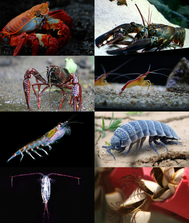 What kingdom do crustaceans belong to?