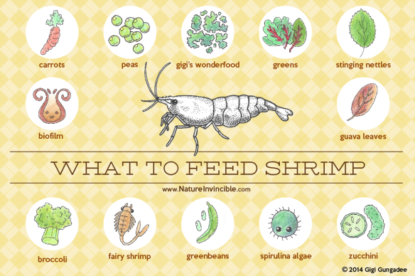 What leaves can you feed shrimp?