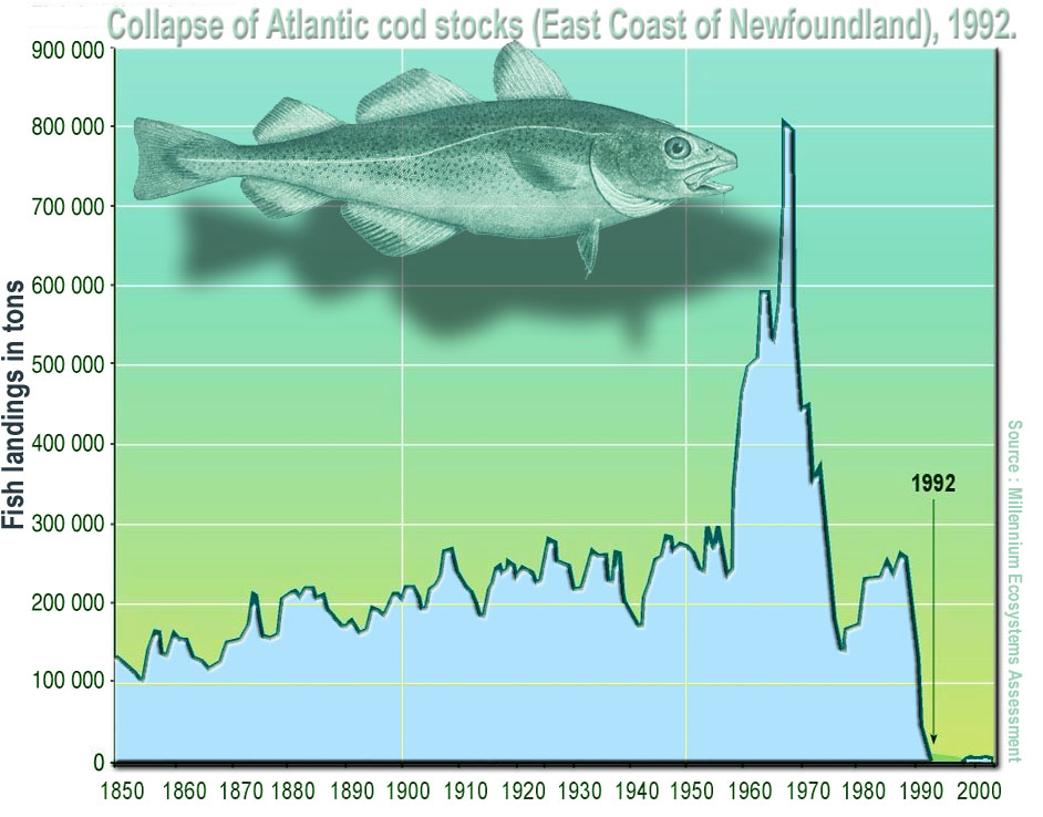 What led to the collapse of the Atlantic cod fishery?