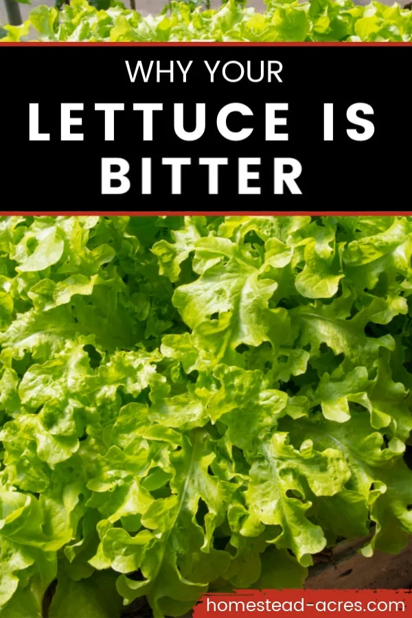 What lettuce is bitter?