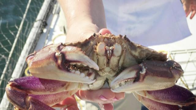 What license do I need to crab in Puget Sound?