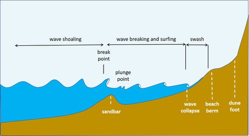 What lives in the surf zone?