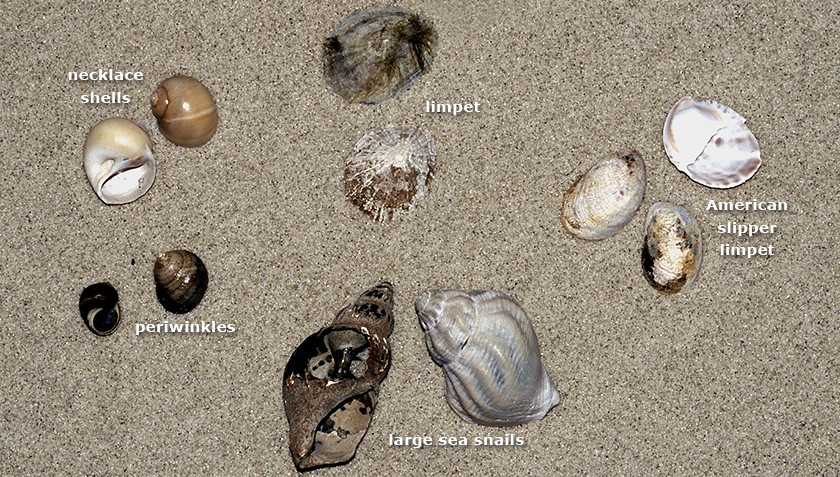 What lives inside of seashells?