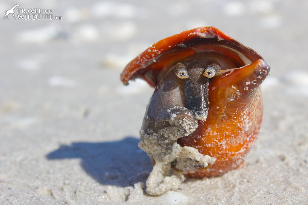 What lives inside small seashells?