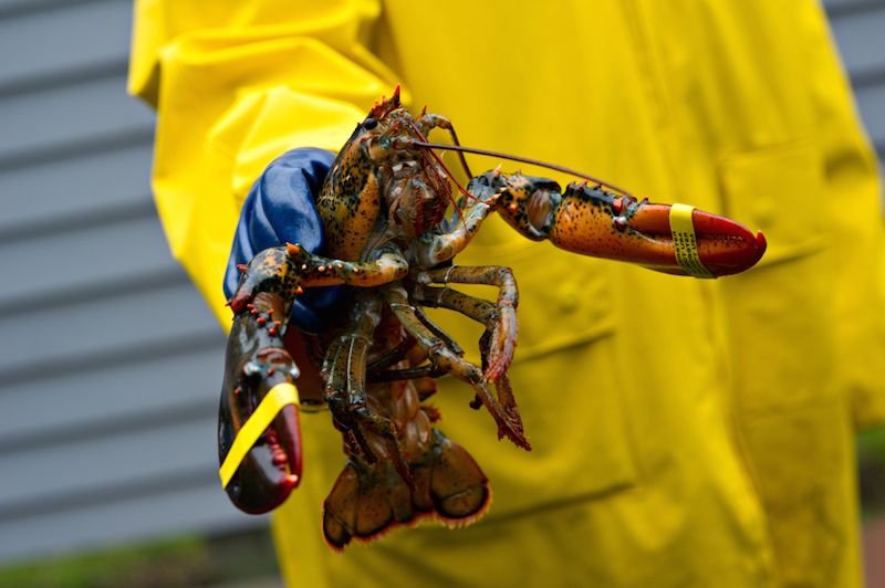 What lobster lives forever?