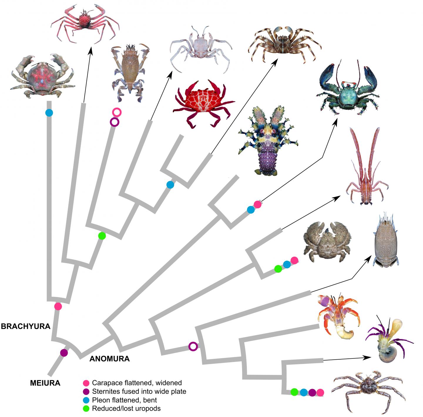 What makes a crab a crab?