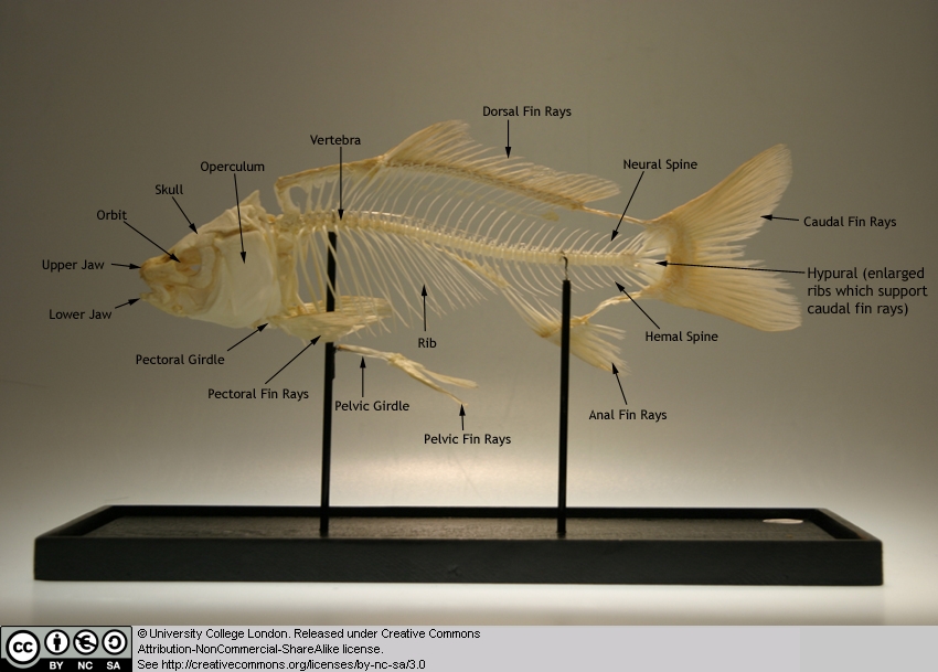 What makes a ray-finned fish?