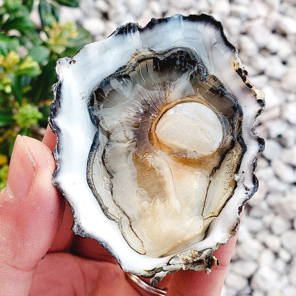 What makes an oyster unique?