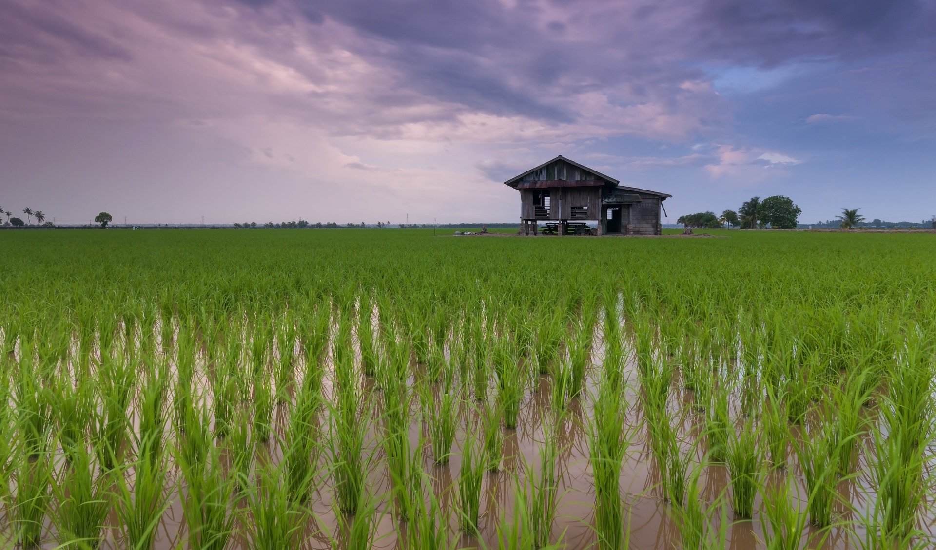 What makes Cambodia so good for growing rice?