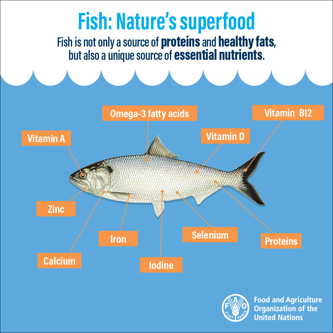 What makes fish a superfood?