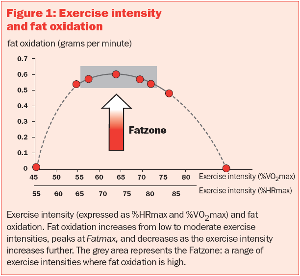 What makes it possible for endurance trained muscles to burn more fat during exercise?