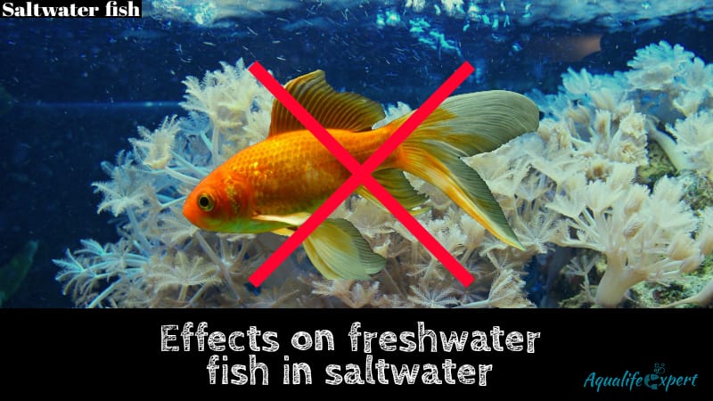 What makes saltwater fish die?
